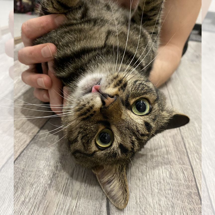 Взрослый кот в добрые руки