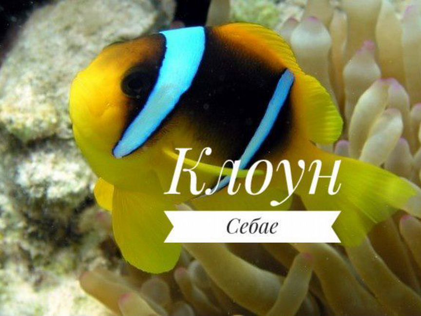 Клоун Себае (морская рыбка в наличии)
