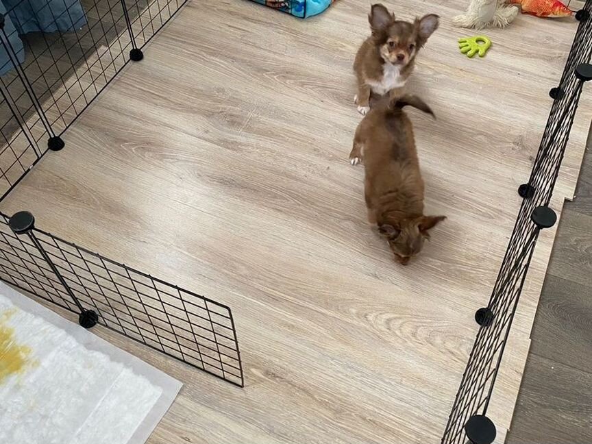 Милашки щенки самой мелкой породы собак чихуахуа