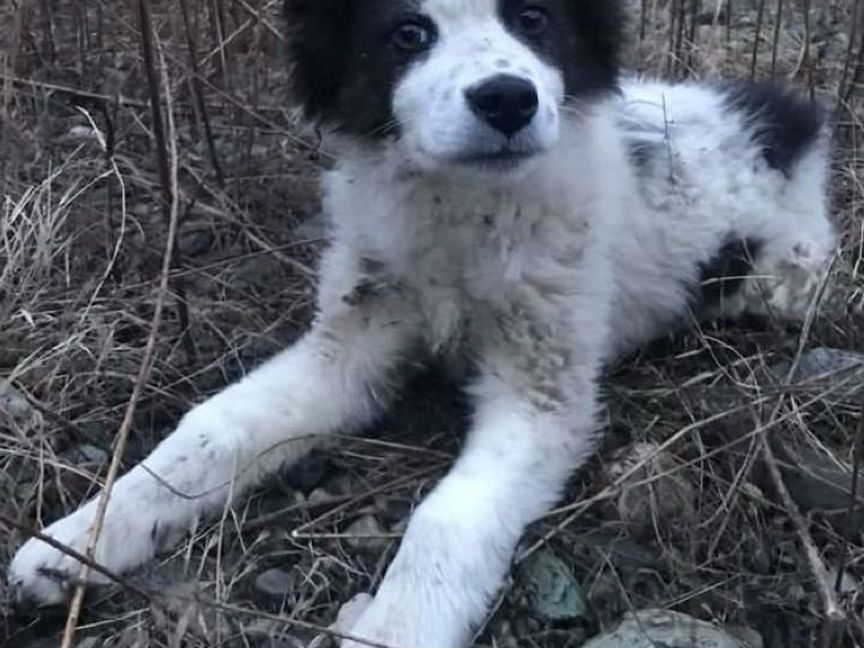 Невероятный щенок со стройки в добрые руки
