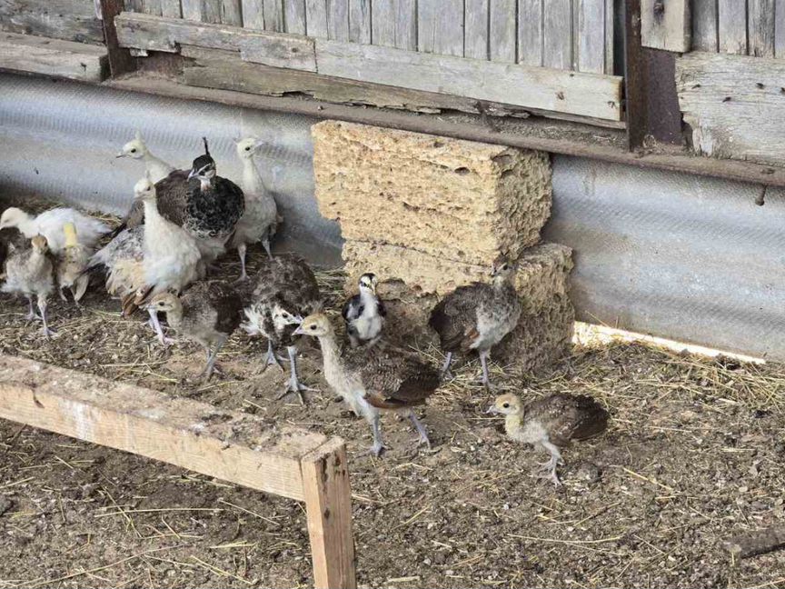 Павлинчики