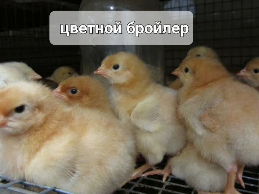 Цыплята цветной бройлер, цыплята голошейка