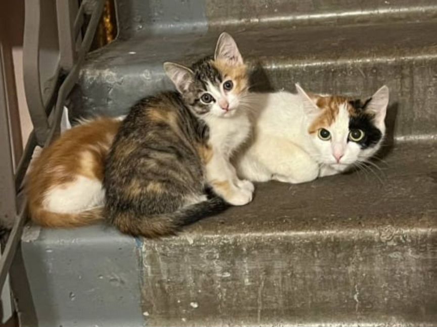 Кошка с котятами в подъезде