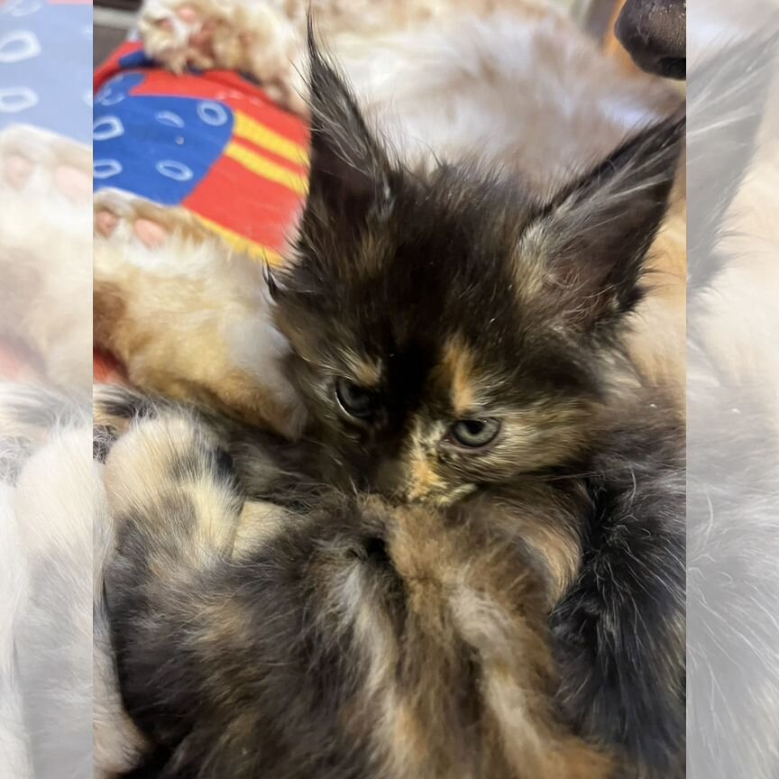 Мейн-кун котёнок