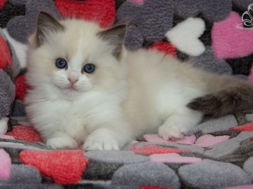 Котята Рэгдолл