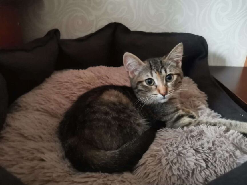 Котенок- девочка Феня,лоток отлично