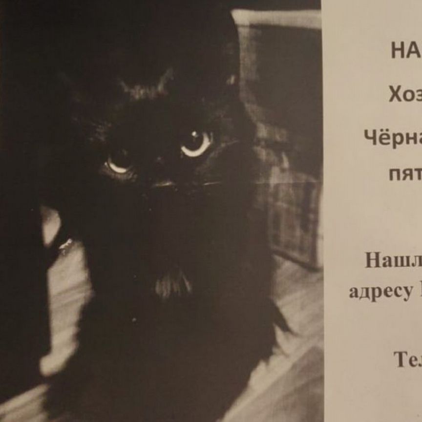 Найдена кошка