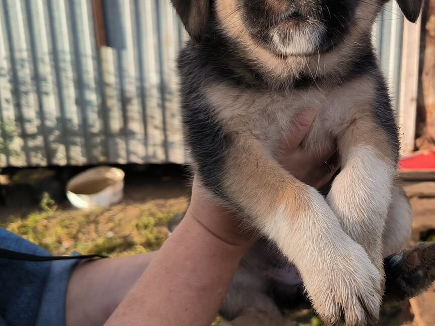 Небольшие собачки