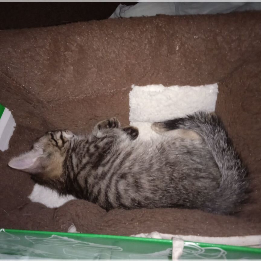 Котёнок в добрые руки