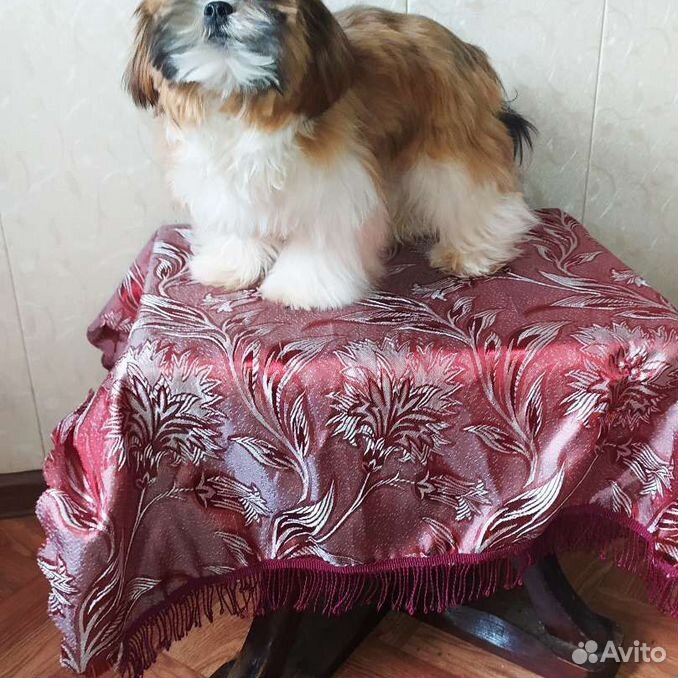 Красотуля мальтипуля