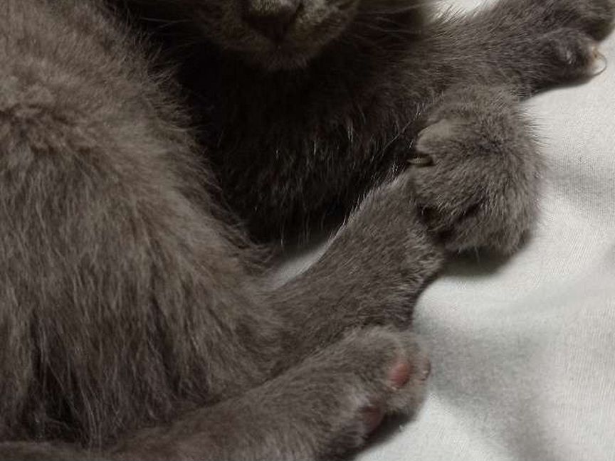 Котёнок