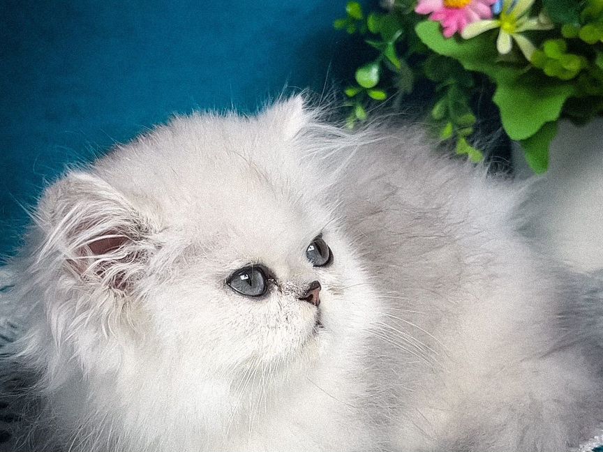 Персидская шиншилла