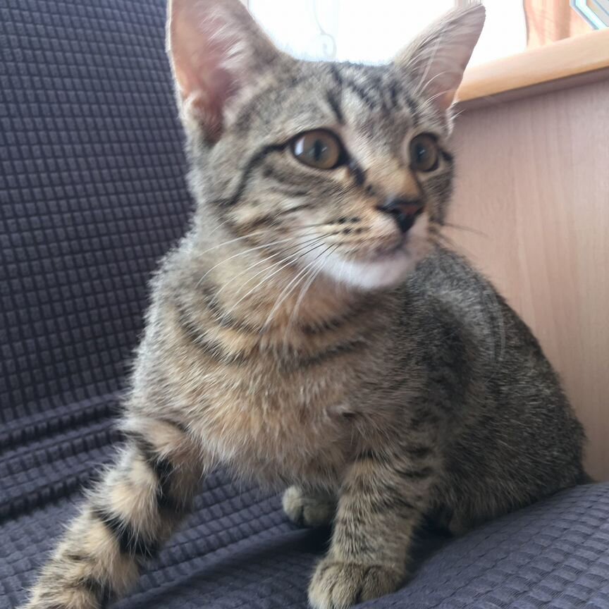 Ищем семью котёнку