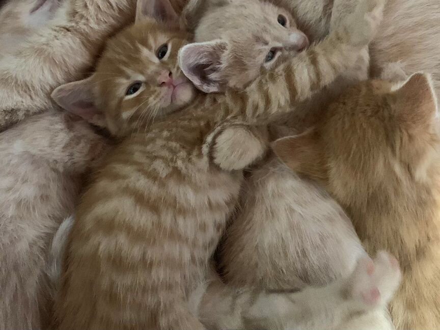 Котята
