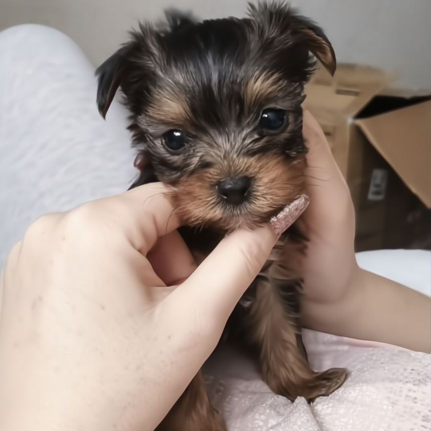Йоркширский терьер, щенок