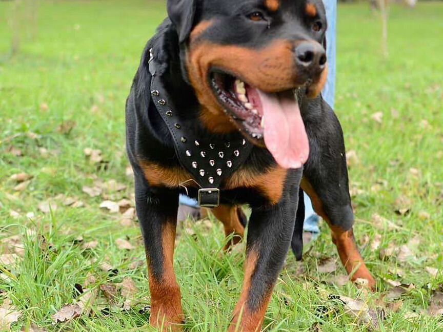 Шлейка и ошейник