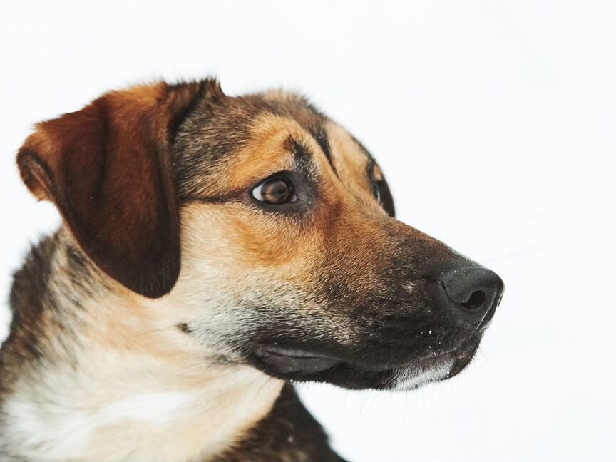 Собака в добрые руки