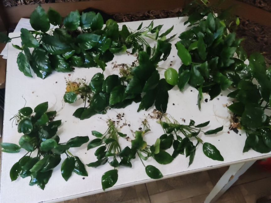 Растение в аквариумное Анубис