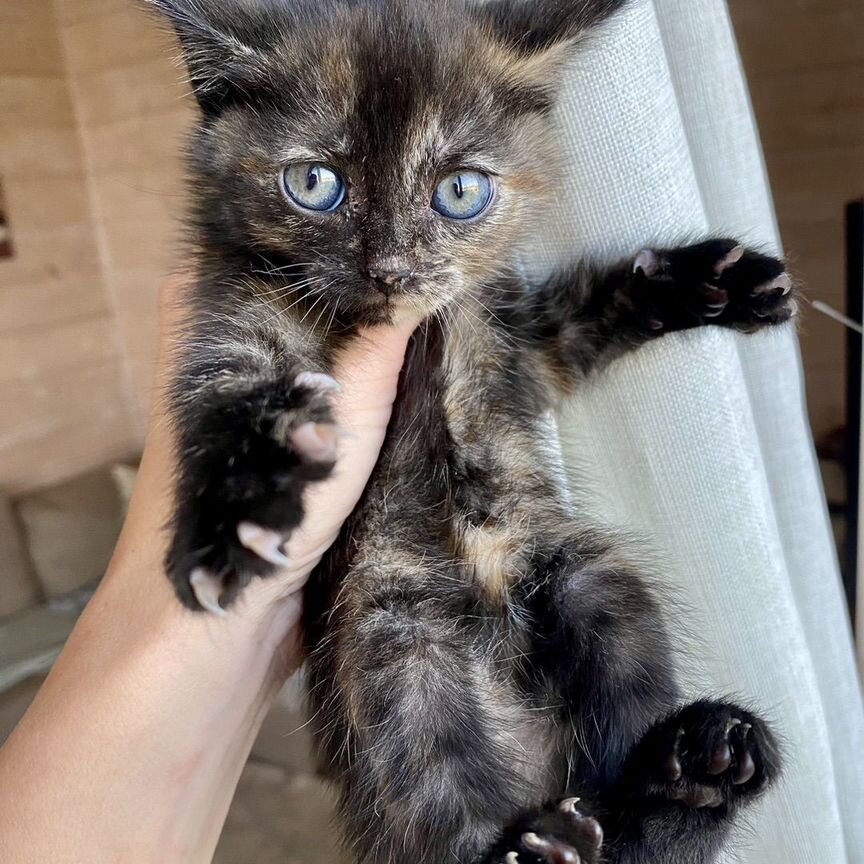 Котенок