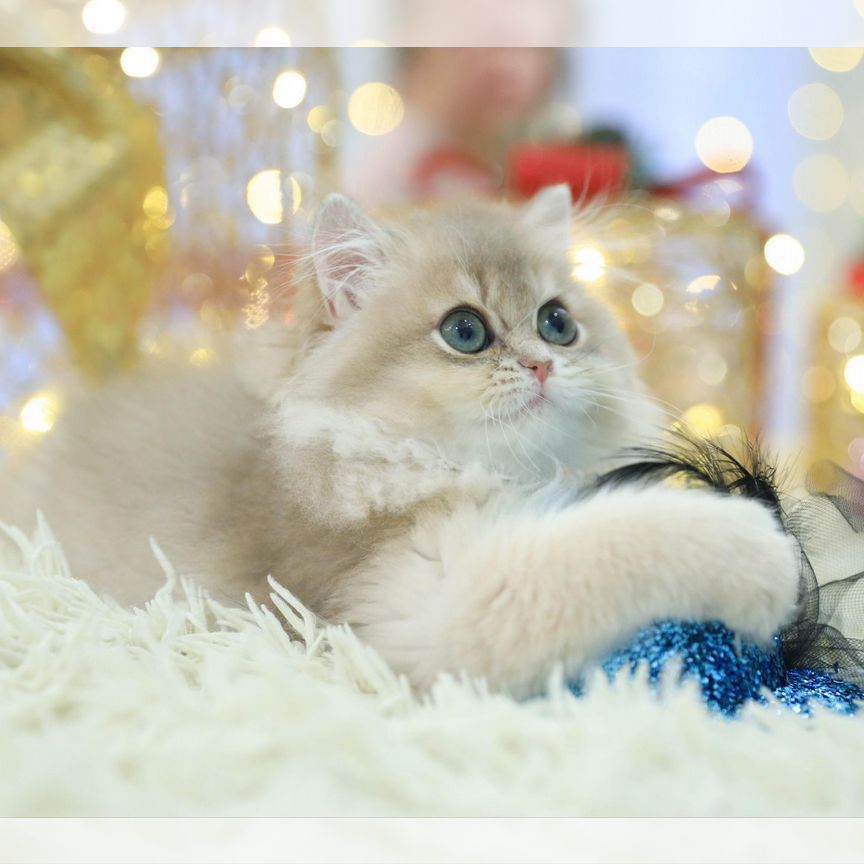 Британский котенок Алекс
