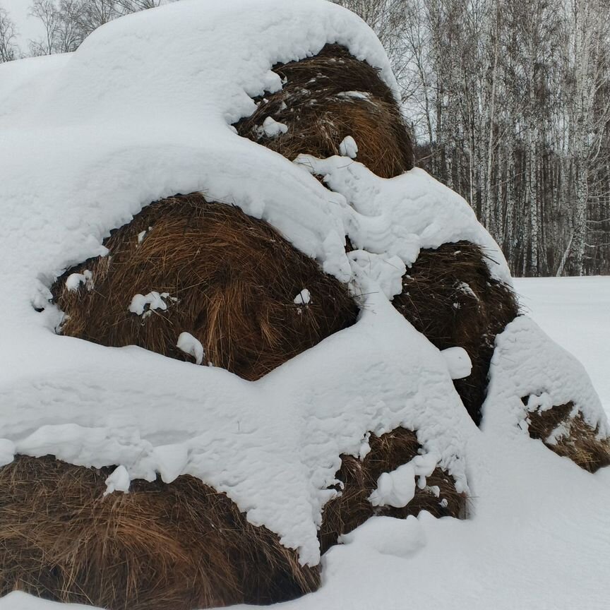 Сено в тюках