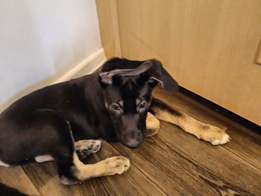 Щенок. Метис. Мальчик