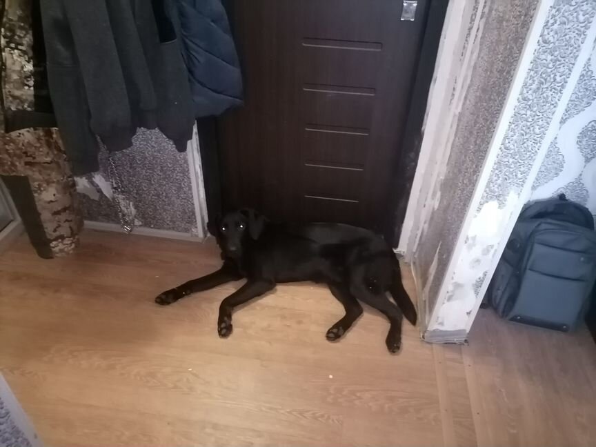 Продам лабрадора 9 месяцев