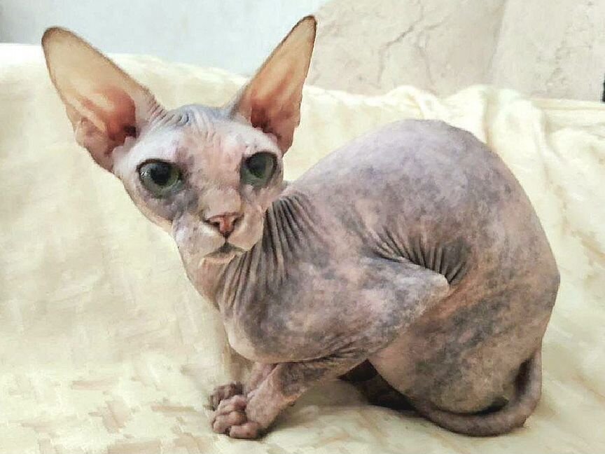 Канадский сфинкс