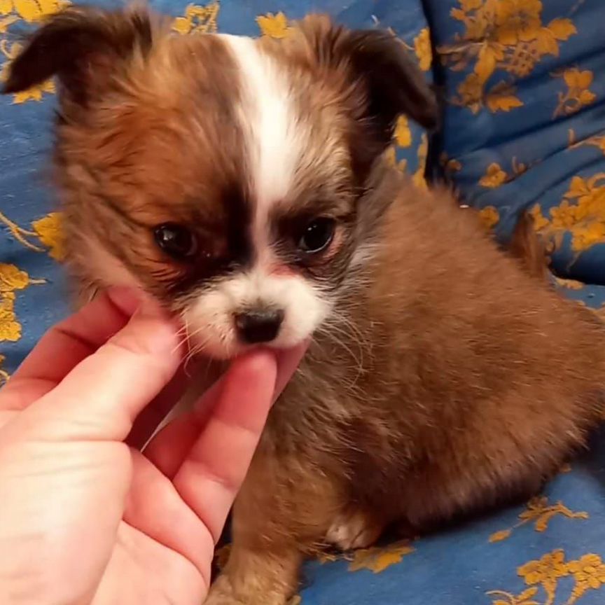 Щенки чихуахуа длинношерстные