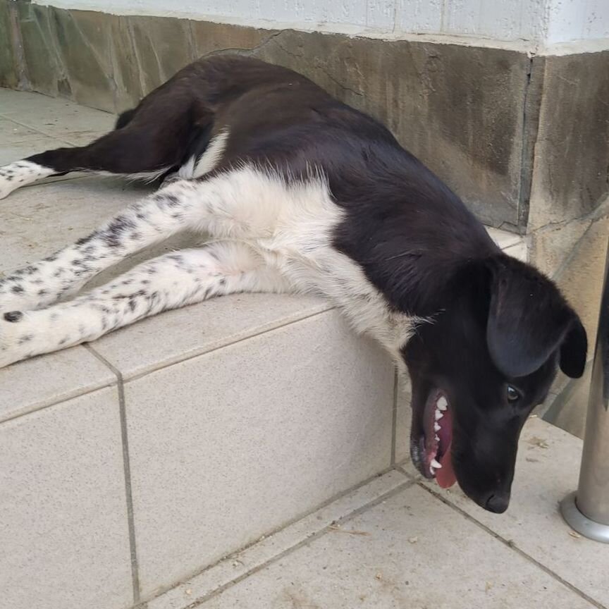 Собака в добрые руки стерилизованная девочка 11мес