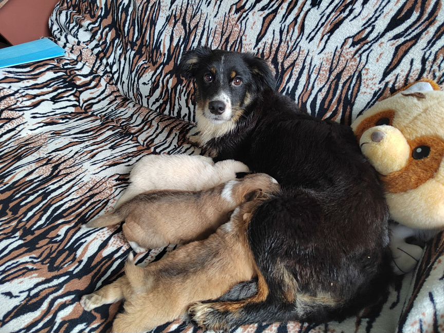 Отдам в хорошие руки, 2 щенят. Белая - девочка