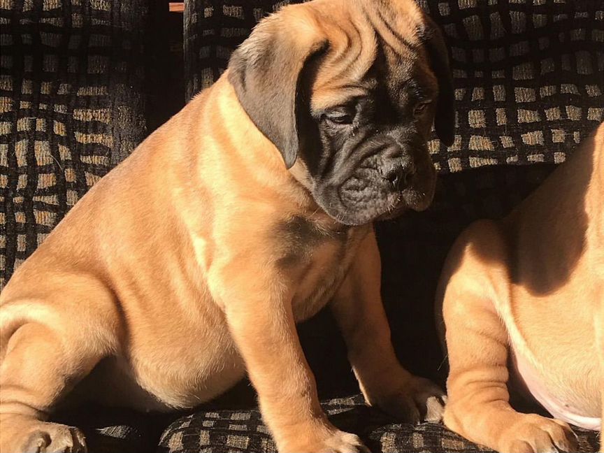 Бульмастиф