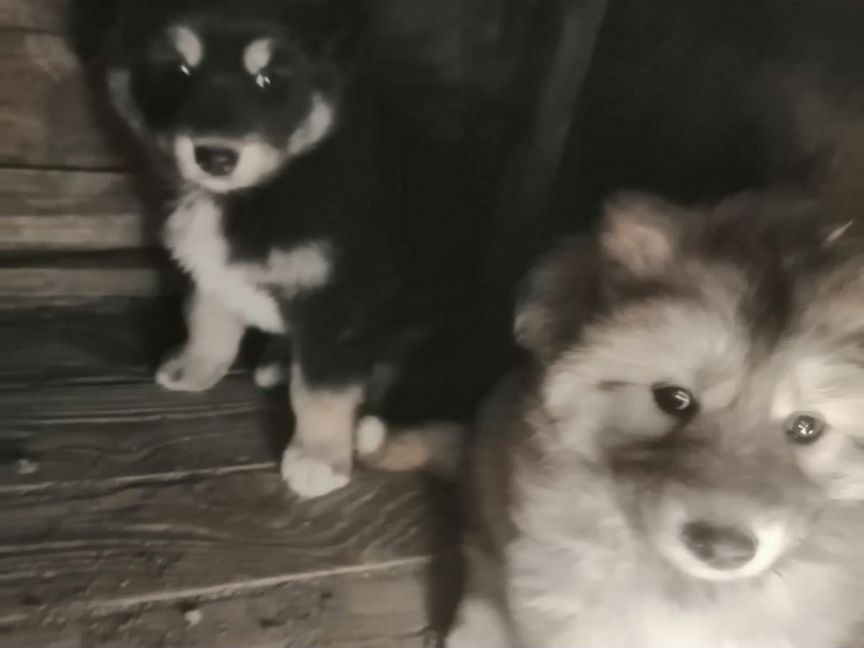 Собака в добрые руки отдам бесплатно