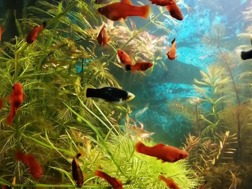 Меченосцы, пецилии