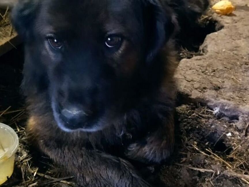 Найдена собака
