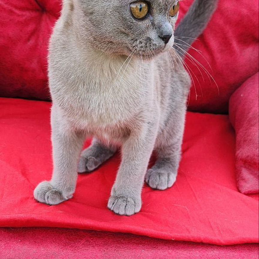 Бурманский парень с бездонными глазами