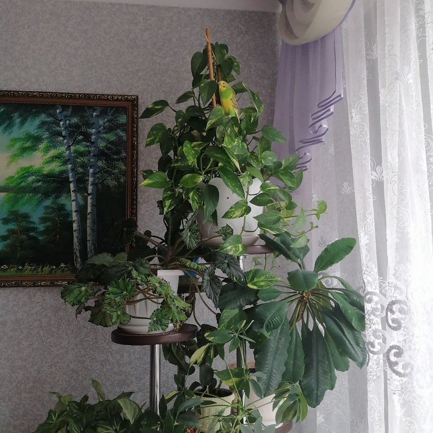 Отдам в добрые руки попугая