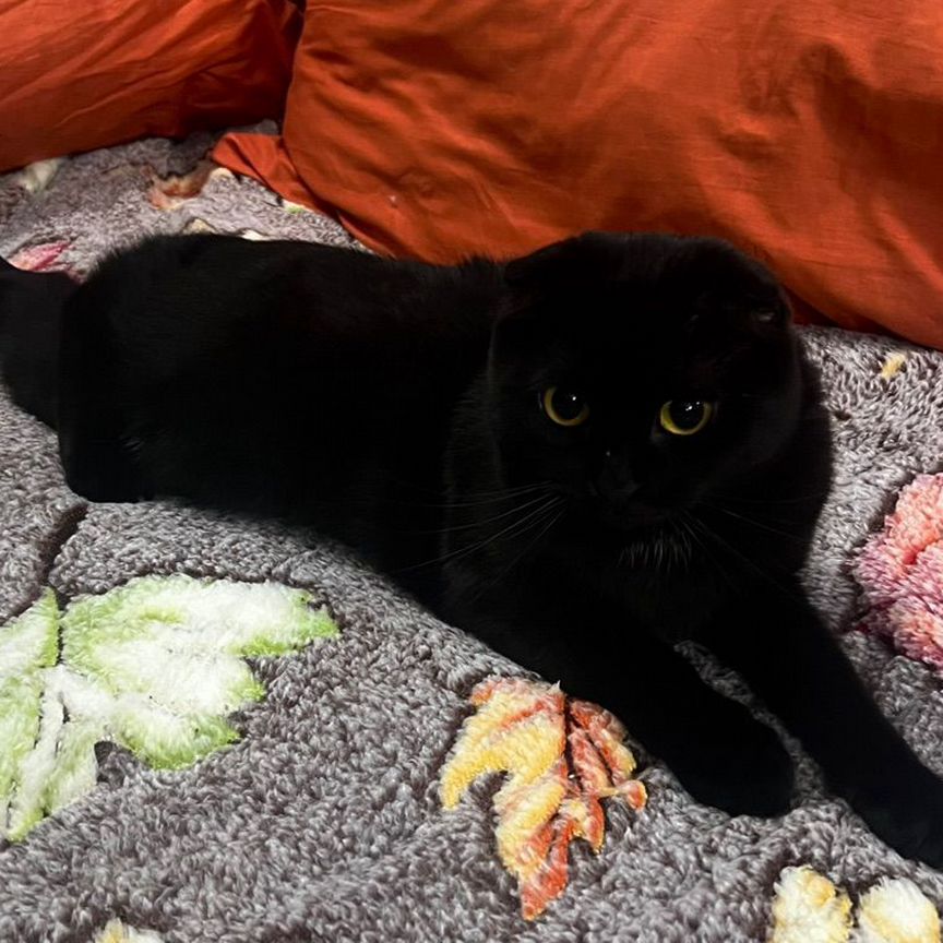 Шотландский вислоухий короткошёрстный котёнок