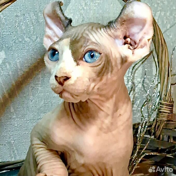 Кошечка эльф котенок девочка