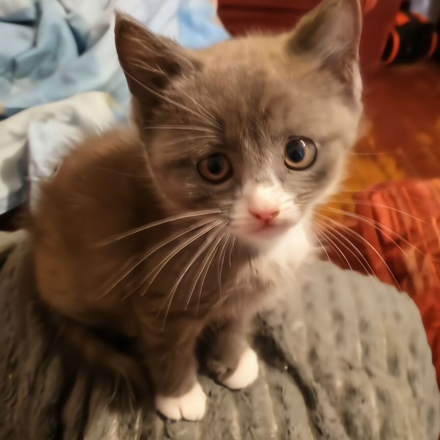 Шотландский вислоухий короткошёрстный котёнок