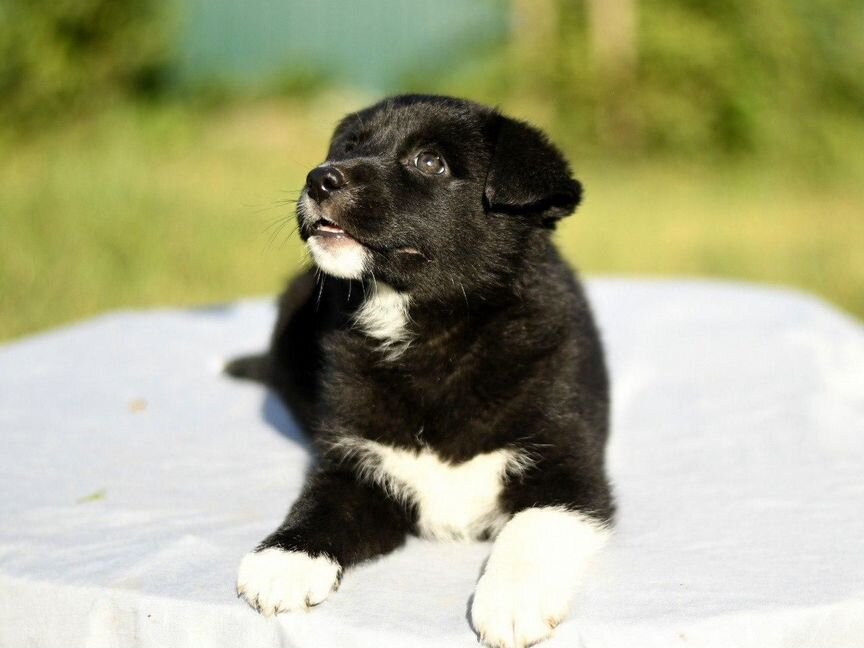 Ласковая крошка в добрые руки