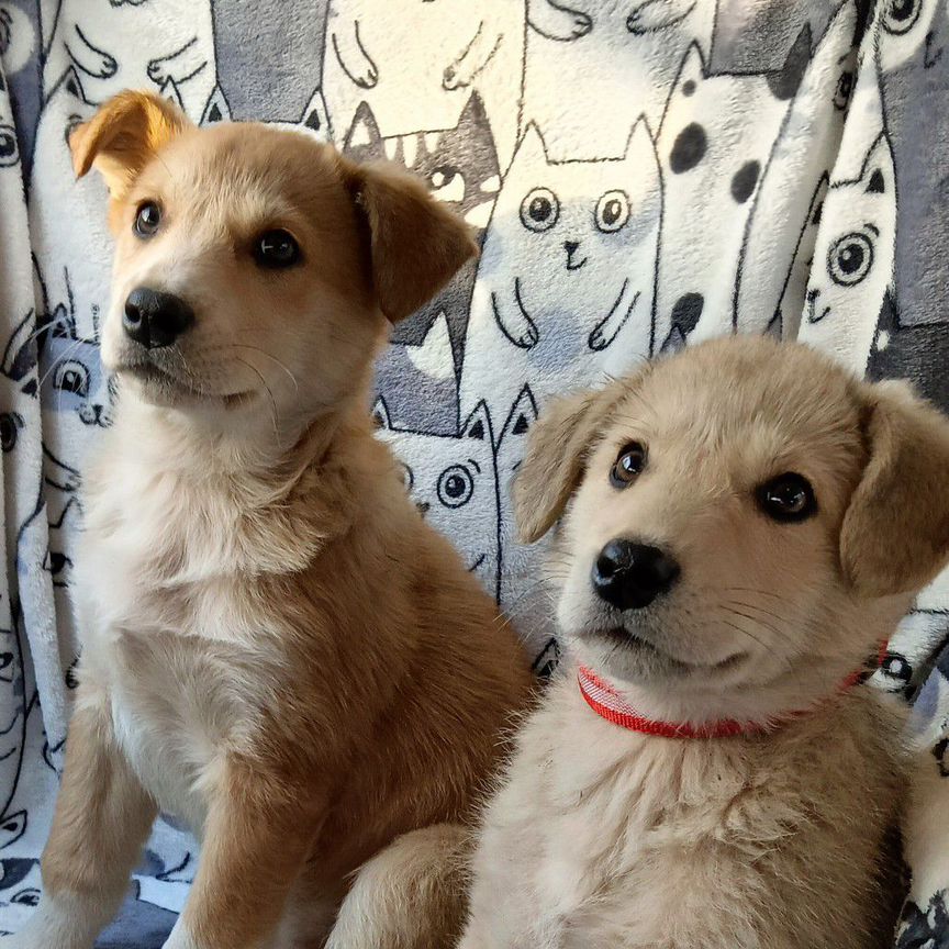 Мальчик и девочка щенки, привезу