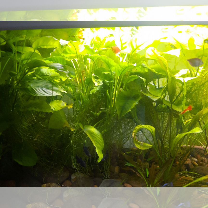 Анубиас 20 см