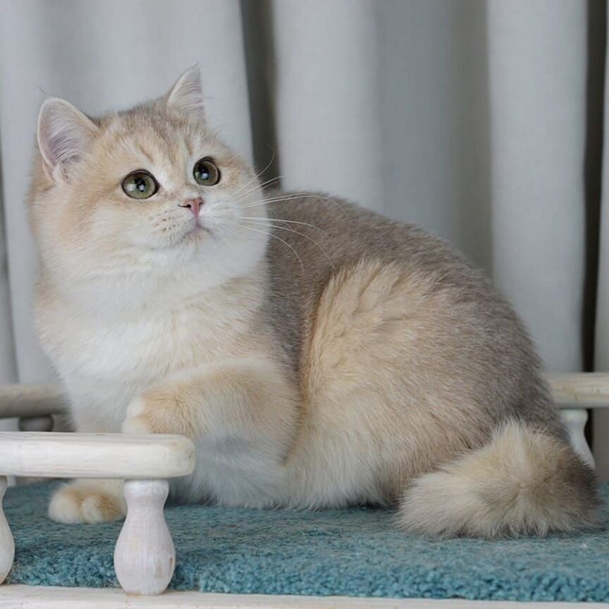 Британская кошка на разведение