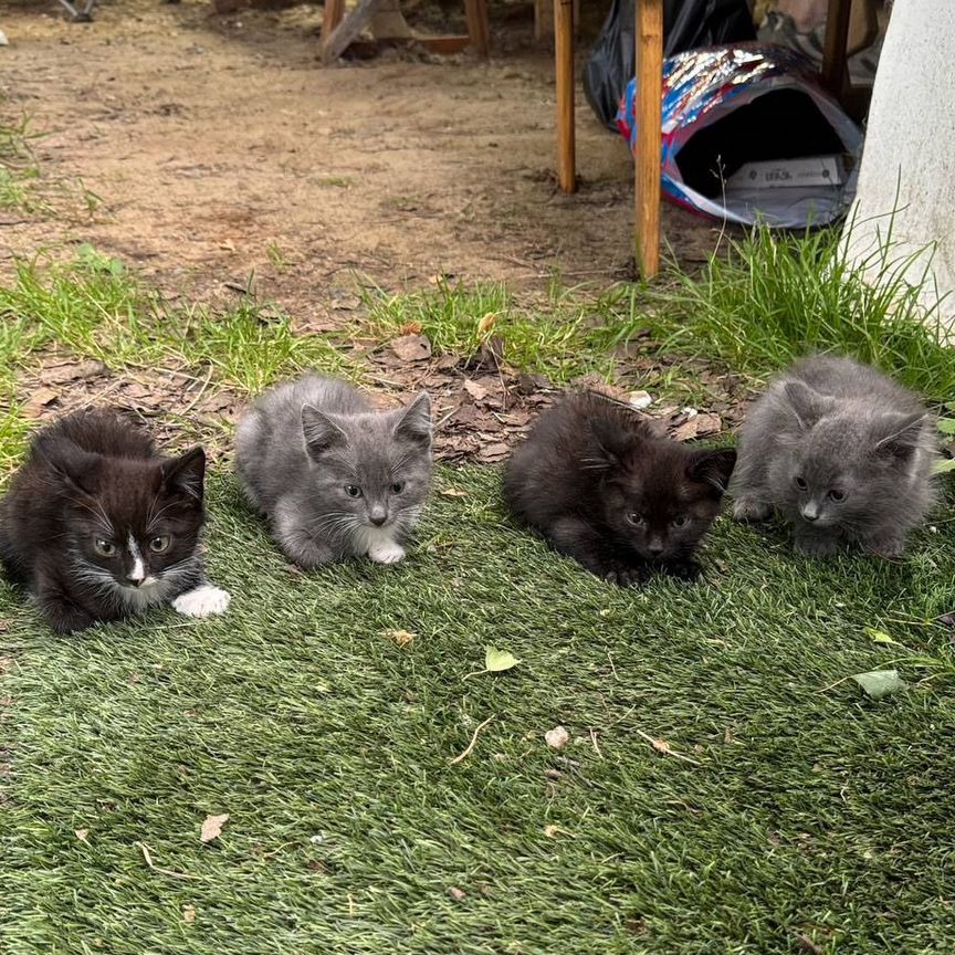 Котята в дар,прибились на даче