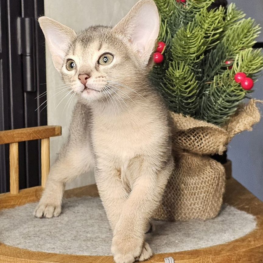 Абиссинский котёнок
