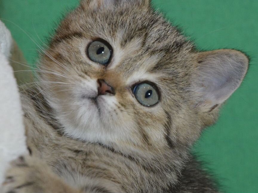 Девочка тигровая. Британка