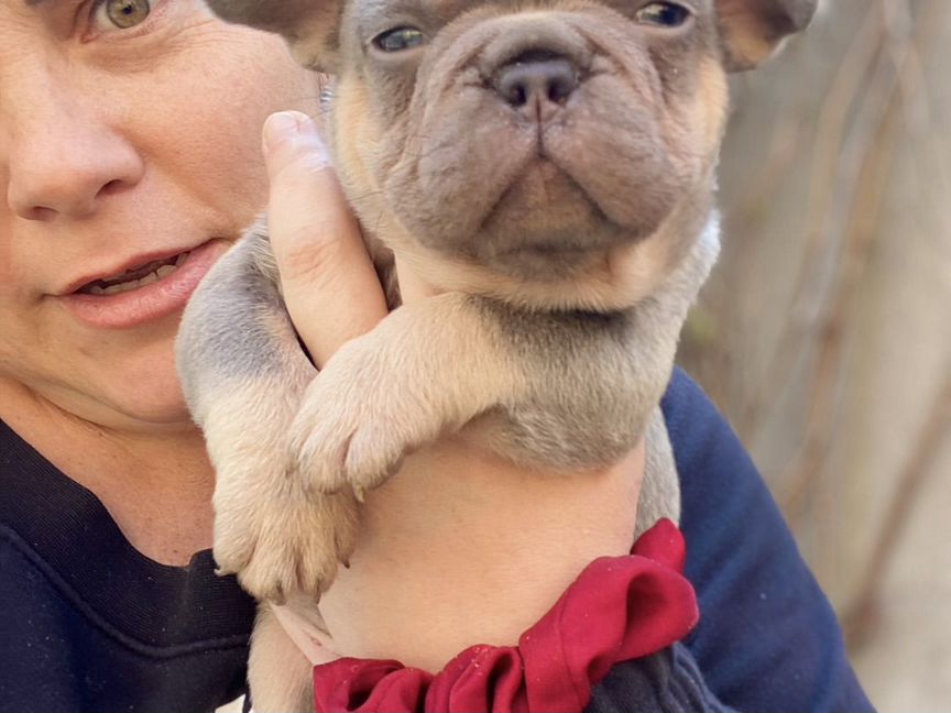 Лиловый малышок