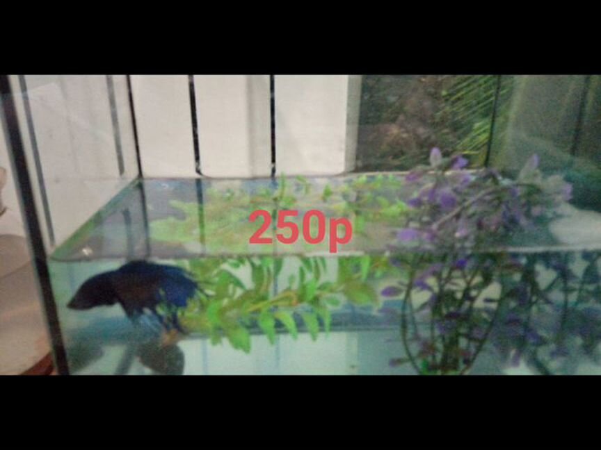 Аквариум 14литров