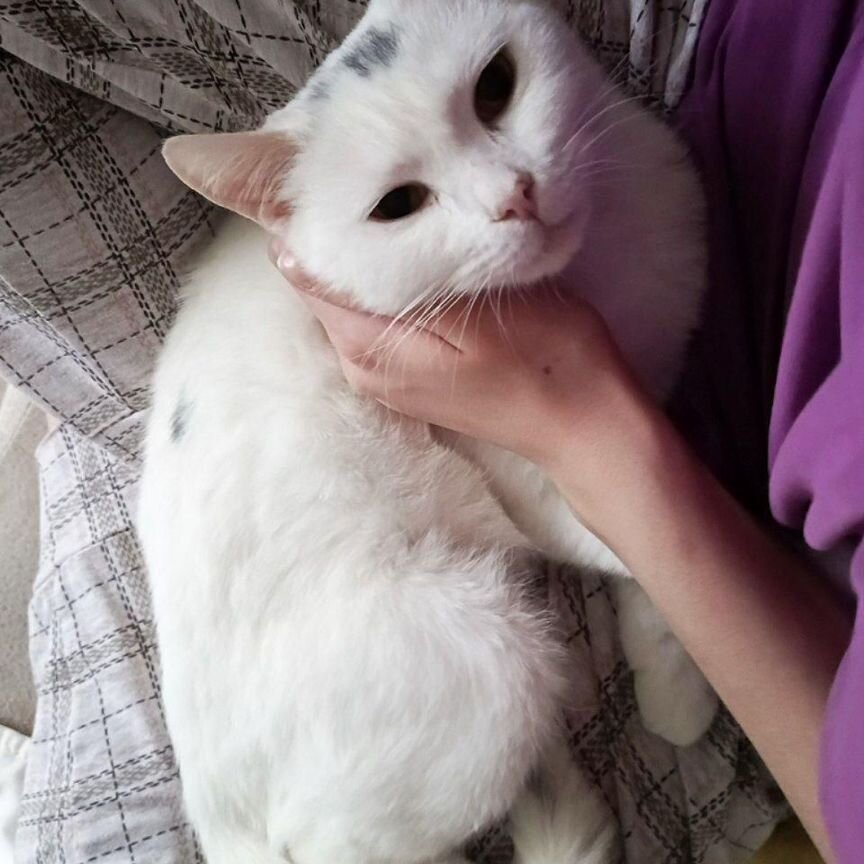 Кошка в добрые руки
